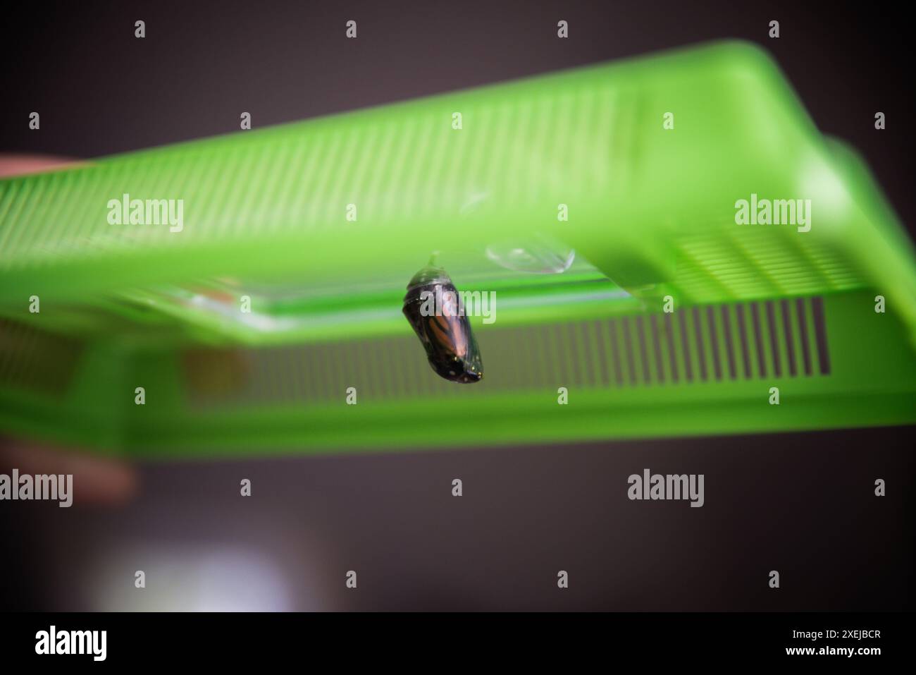Monarch butterfly chrysalis hanging inside a green container Stock ...