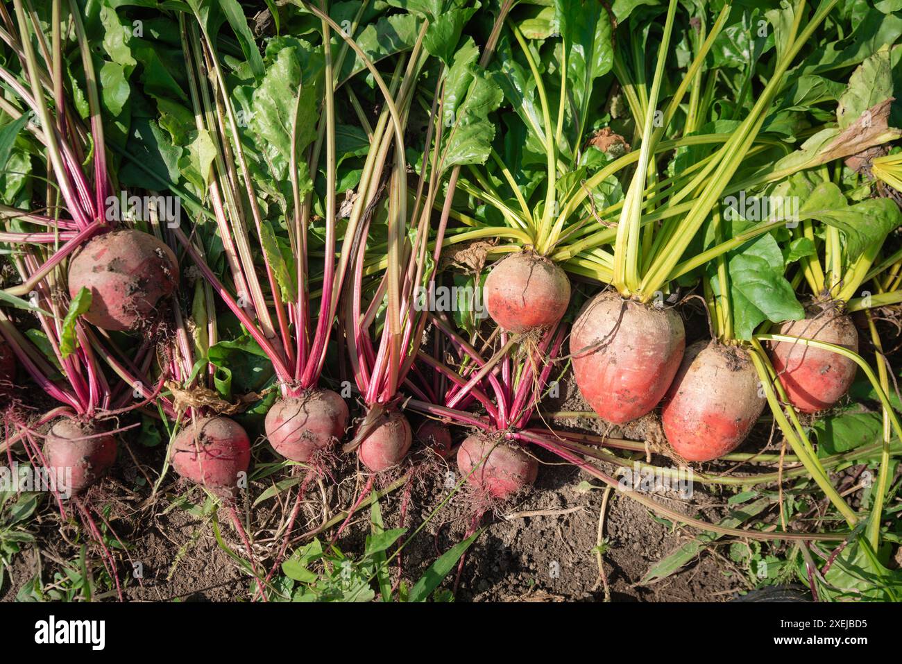 Freshly harvested beetroots with green tops lying on the soil Stock ...