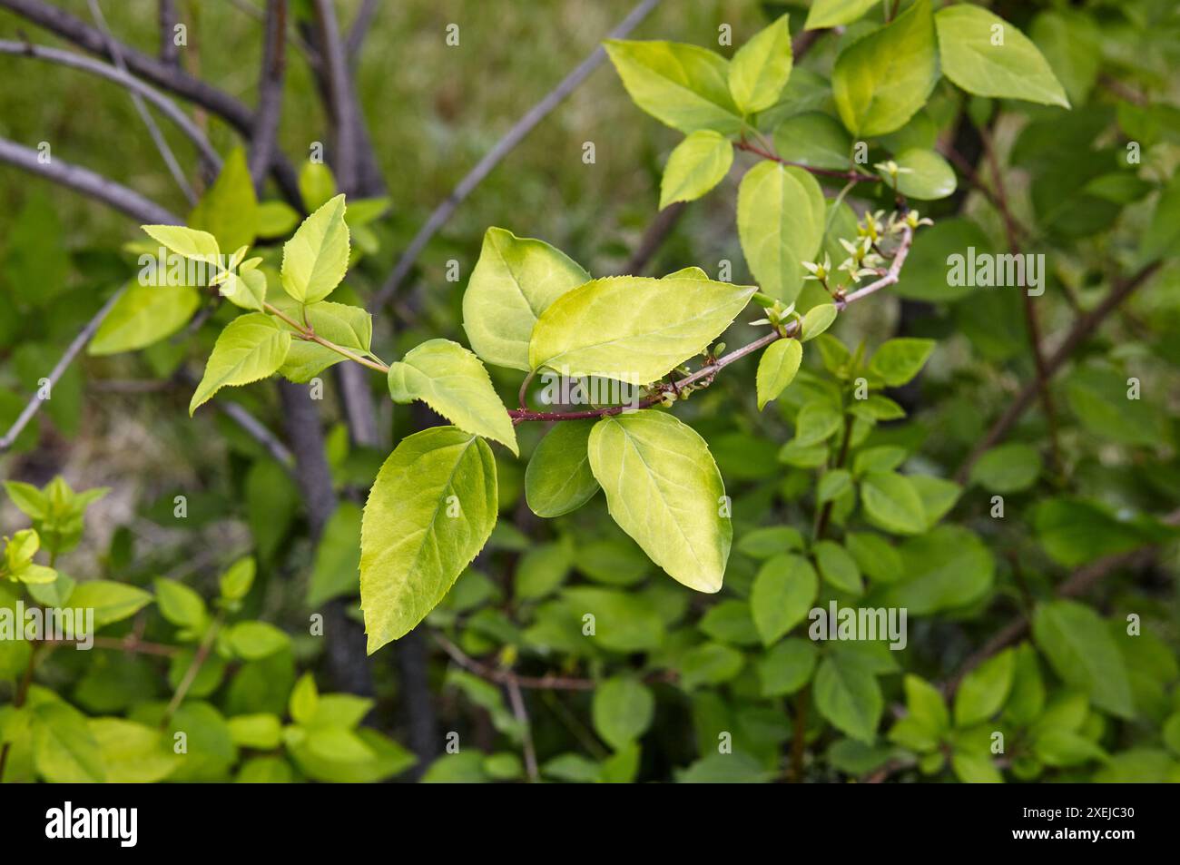 Forsythia branch with green leaves on a sunny day. Forsythia bush in ...