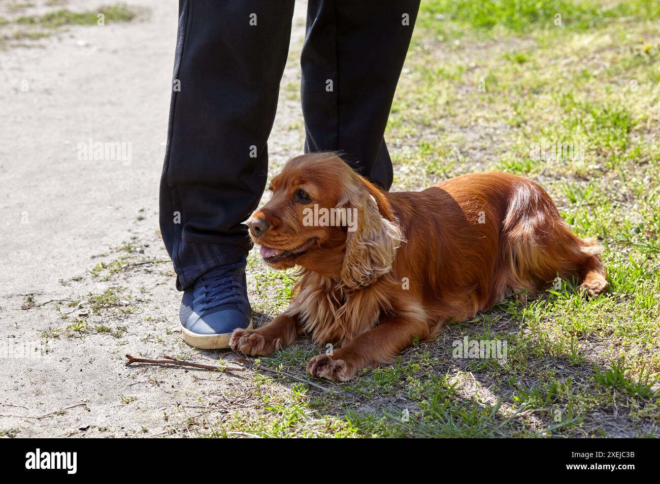 Portrait of cute cocker spaniel at the feet of the owner on a walk ...
