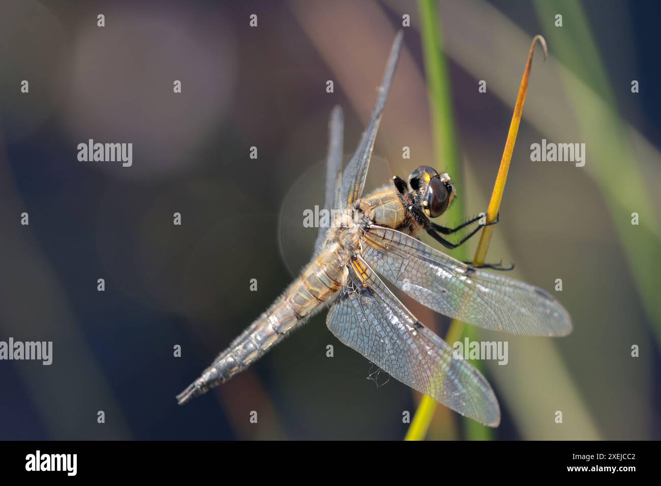 Broad bodied chaser Libellula depressa, female or immature male brown ...