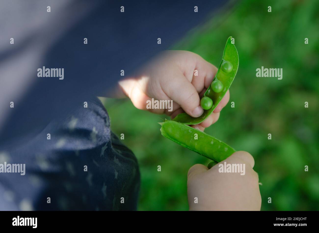 A child holding and opening a pea pod, revealing green peas inside ...