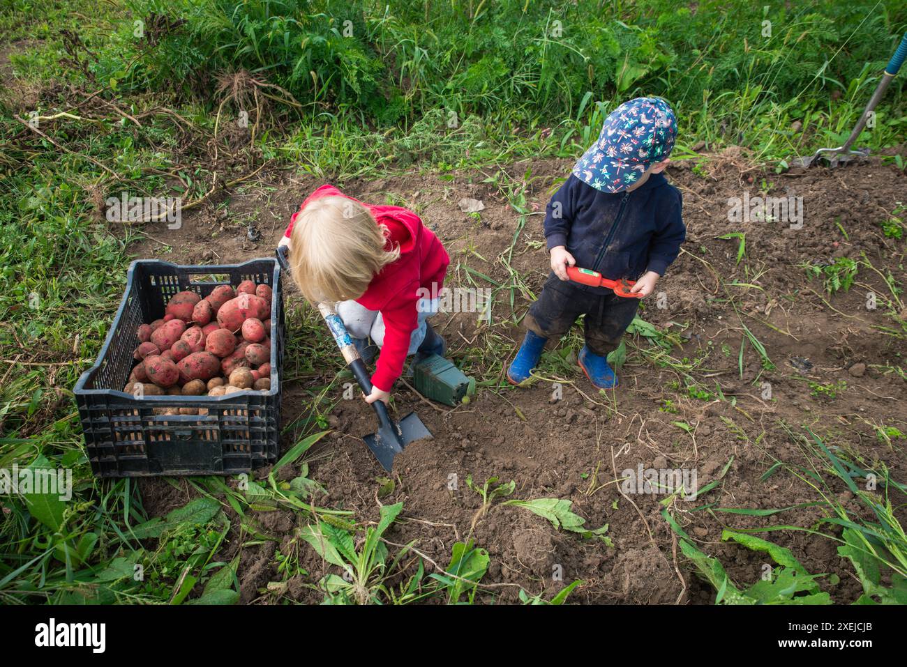 Two children digging and collecting potatoes in a garden Stock Photo - Alamy