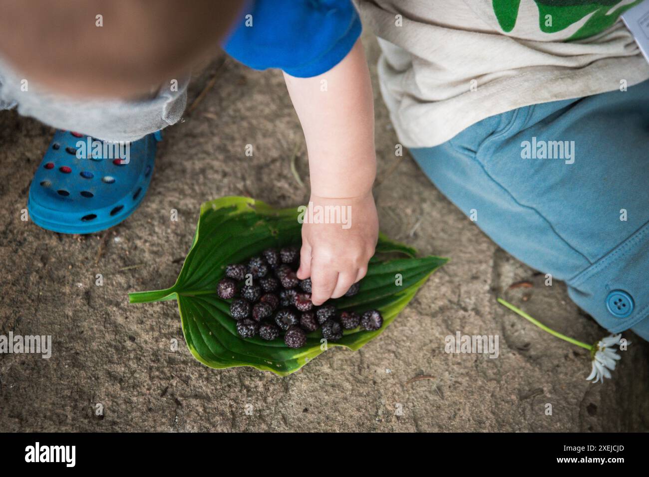 Child picking blackberries from a leaf on the ground Stock Photo - Alamy