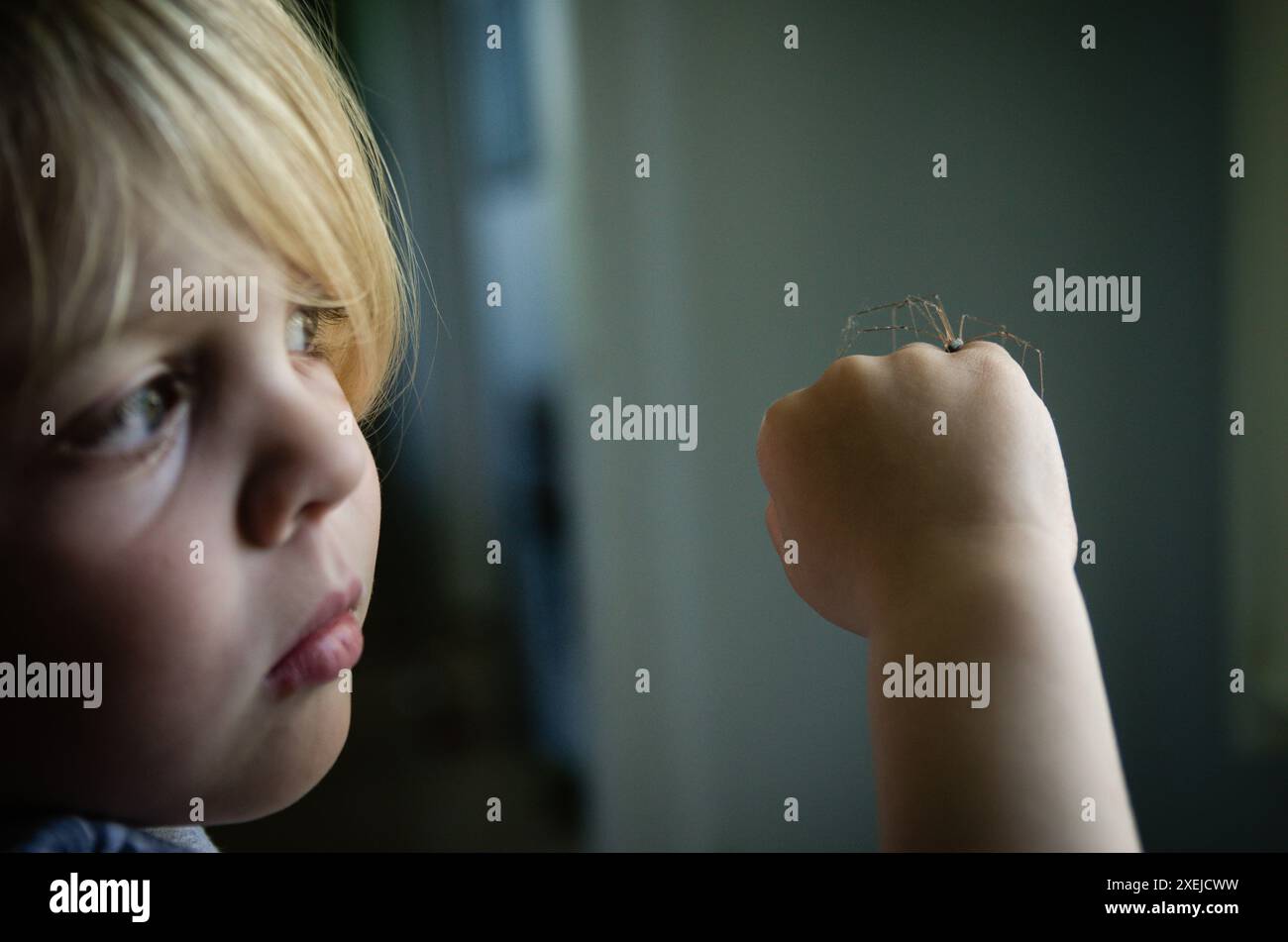Child closely observing a daddy longlegs spider on their hand Stock ...