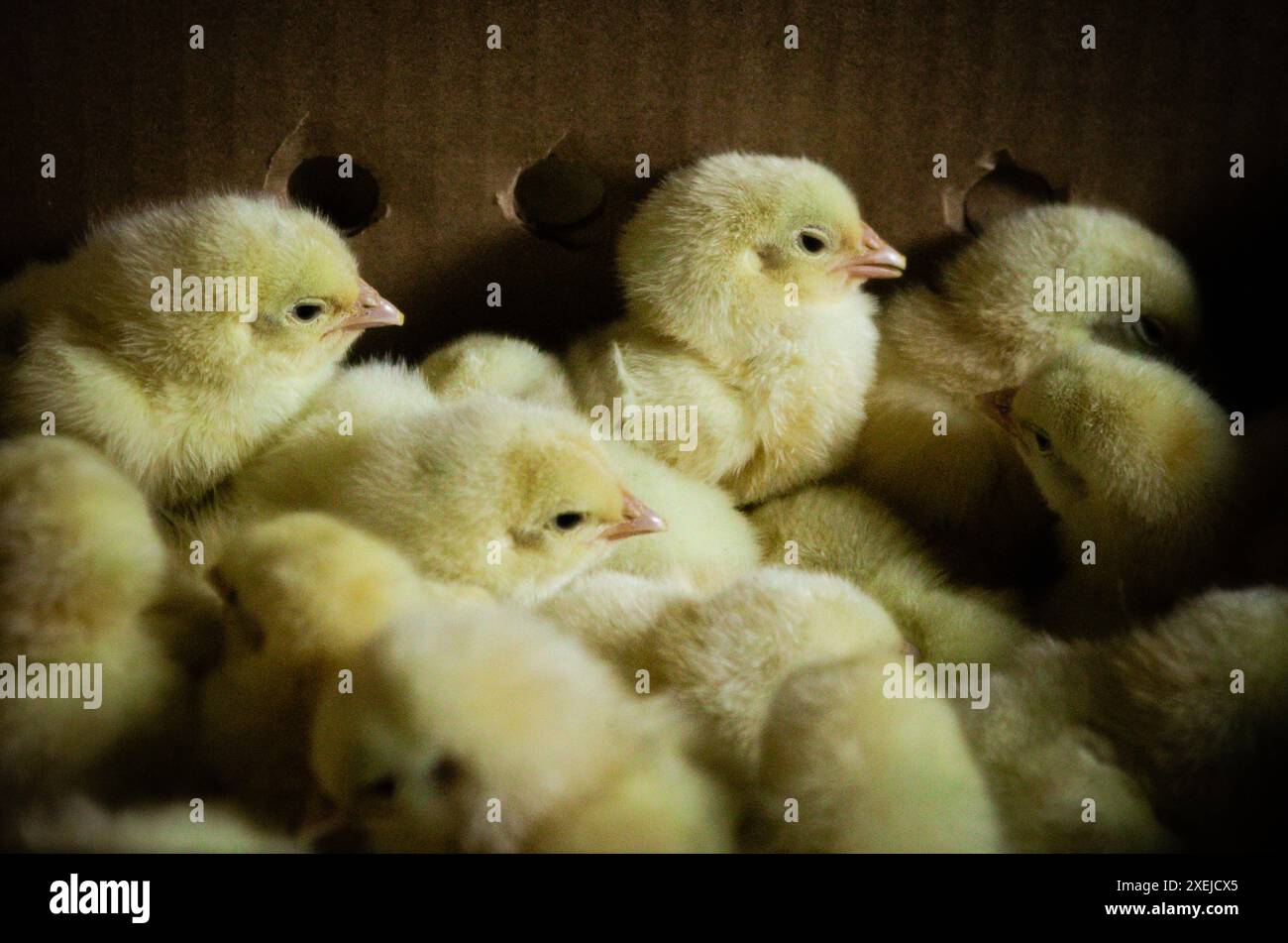 Day old fluffy yellow chicks huddled together in a cardboard box Stock ...
