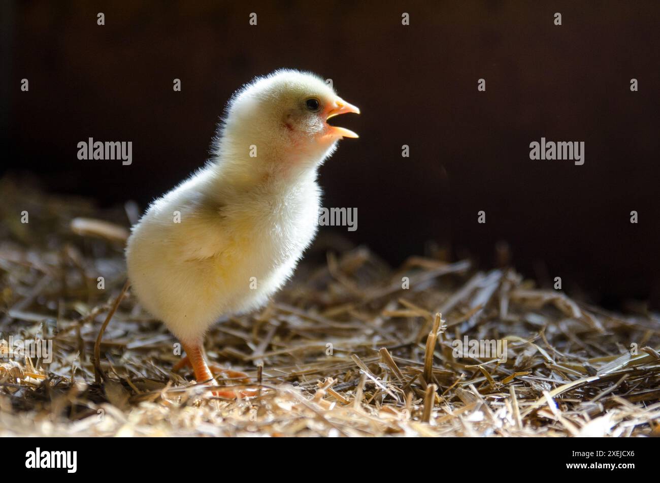 Yellow chick standing on straw, chirping, illuminated by soft light ...