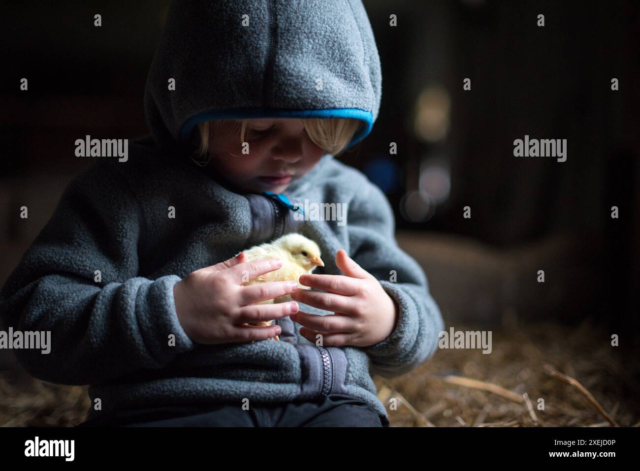 Boy in gray hoodie holding yellow chick, on straw in a dim barn Stock ...