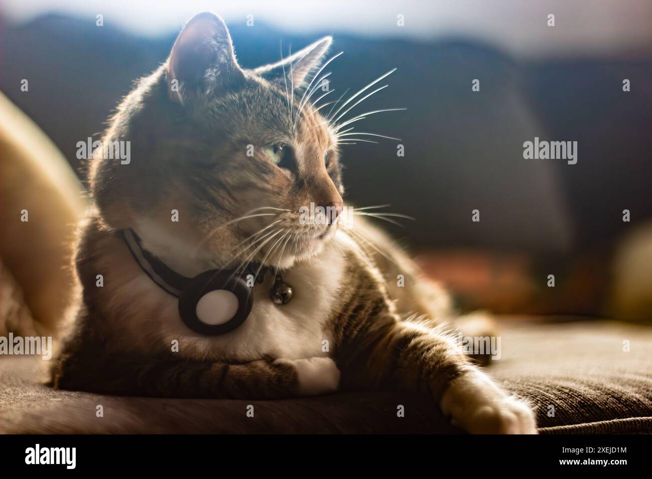 Side view of a tabby cat lounging on a couch, wearing a collar Stock ...