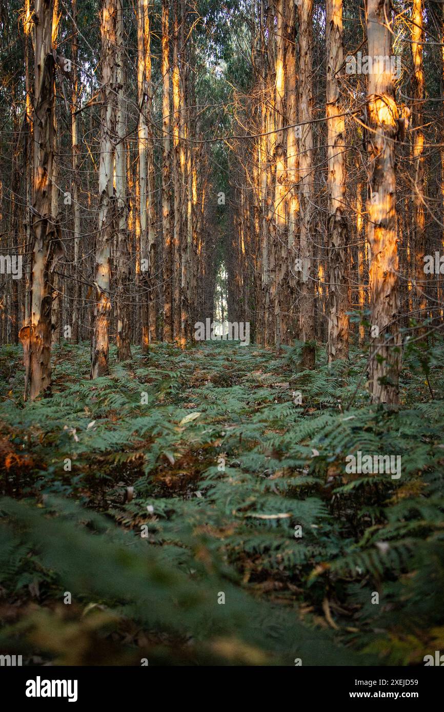 Fall trees in line hi-res stock photography and images - Alamy