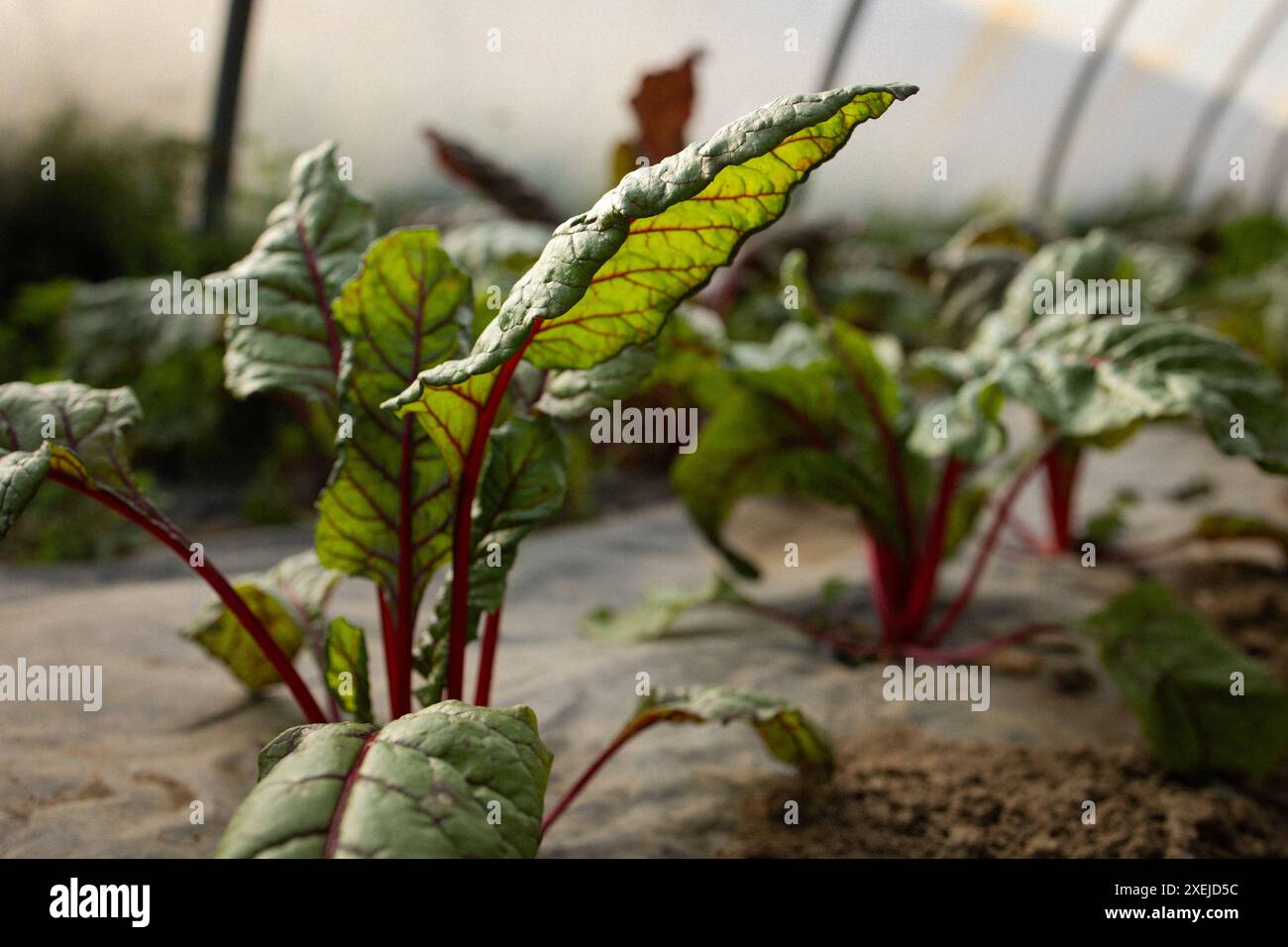 Vegetables plants growing hi-res stock photography and images - Alamy