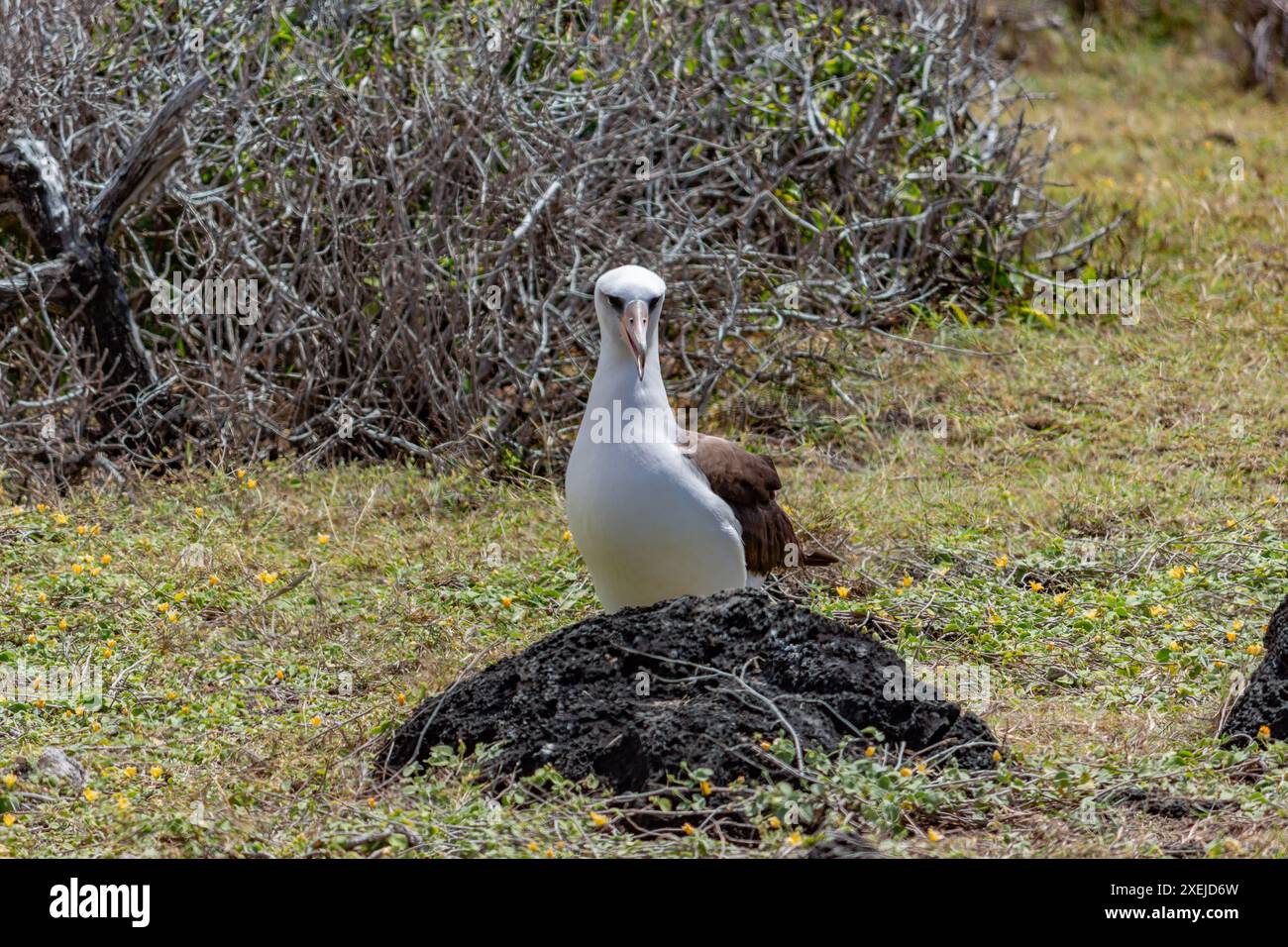 Albatross standing in a grassy field among bushes Stock Photo - Alamy