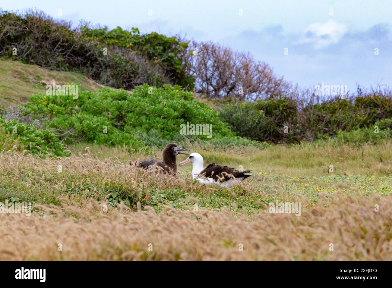 Adult and young albatross resting in a grassy field Stock Photo - Alamy