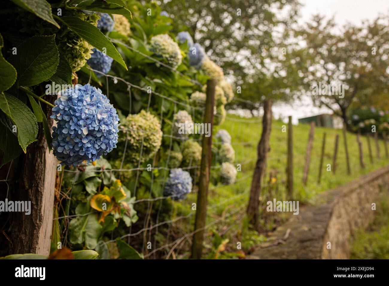 Hydrangea line a farm fence Stock Photo - Alamy