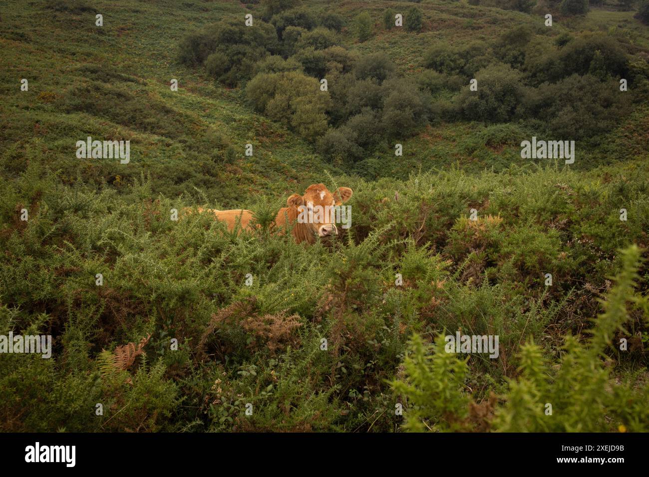 Peaking hiding hi-res stock photography and images - Alamy
