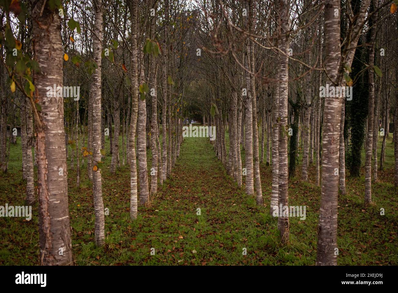 Symmetrical trees hi-res stock photography and images - Alamy