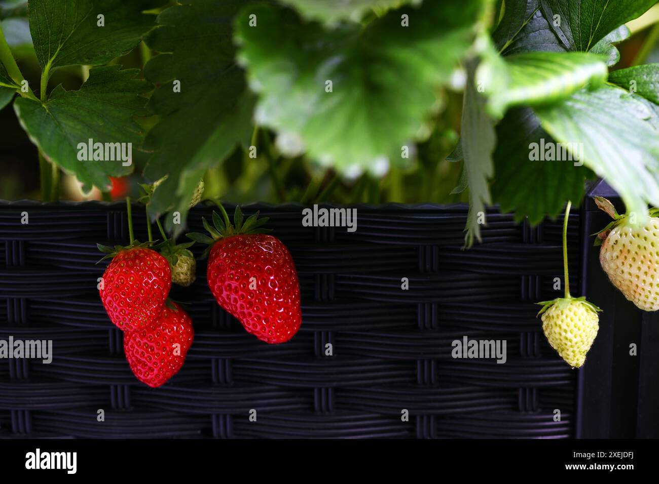 Strawberry pot container hi-res stock photography and images - Alamy