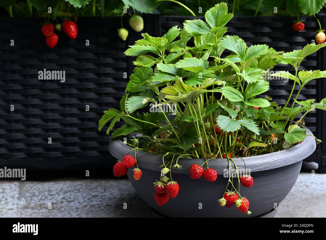 Strawberry pot balcony hi-res stock photography and images - Alamy