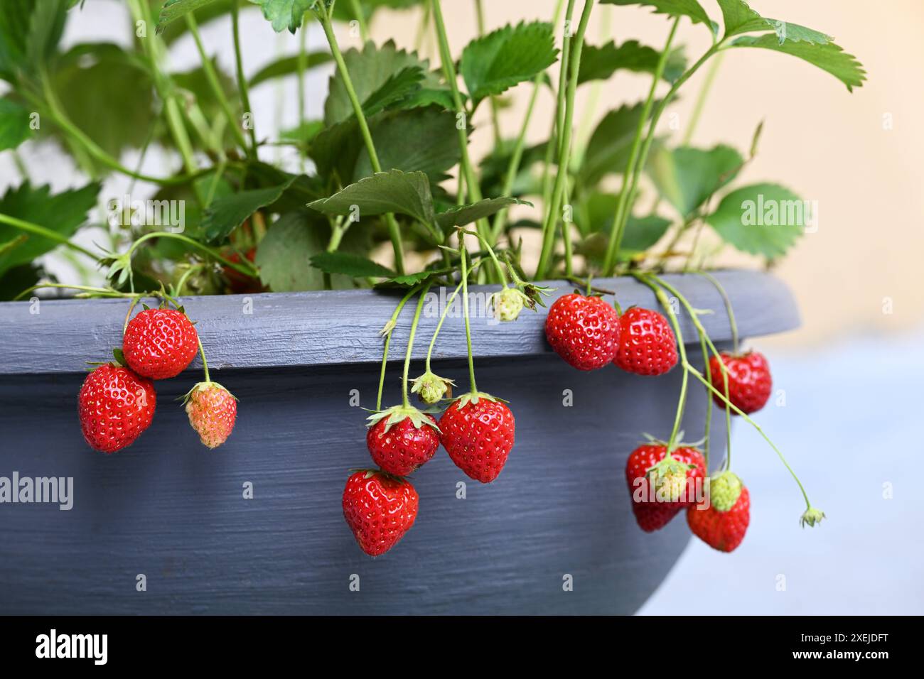 Strawberry pot container hi-res stock photography and images - Alamy