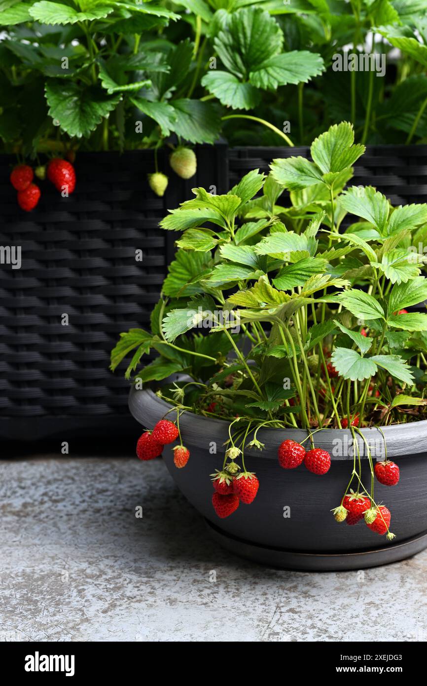 Strawberry pot balcony hi-res stock photography and images - Alamy