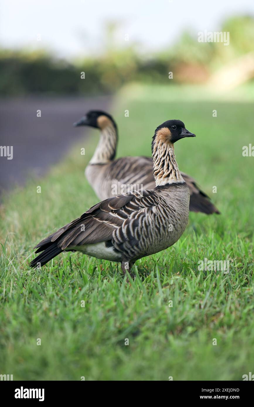 Kauai travel destination hi-res stock photography and images - Alamy