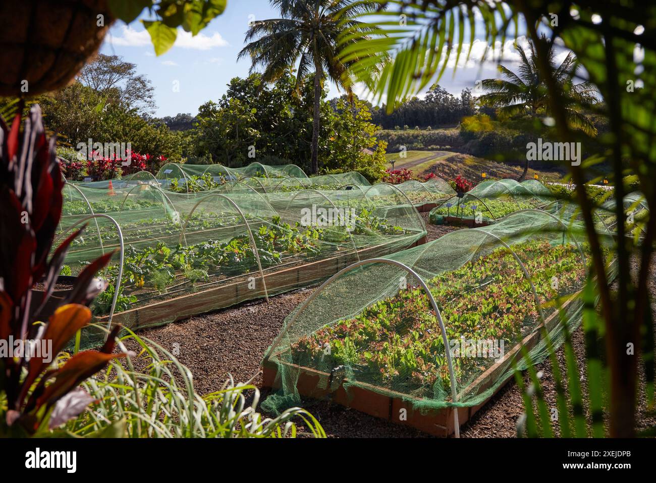Small farm in hawaii hi-res stock photography and images - Alamy