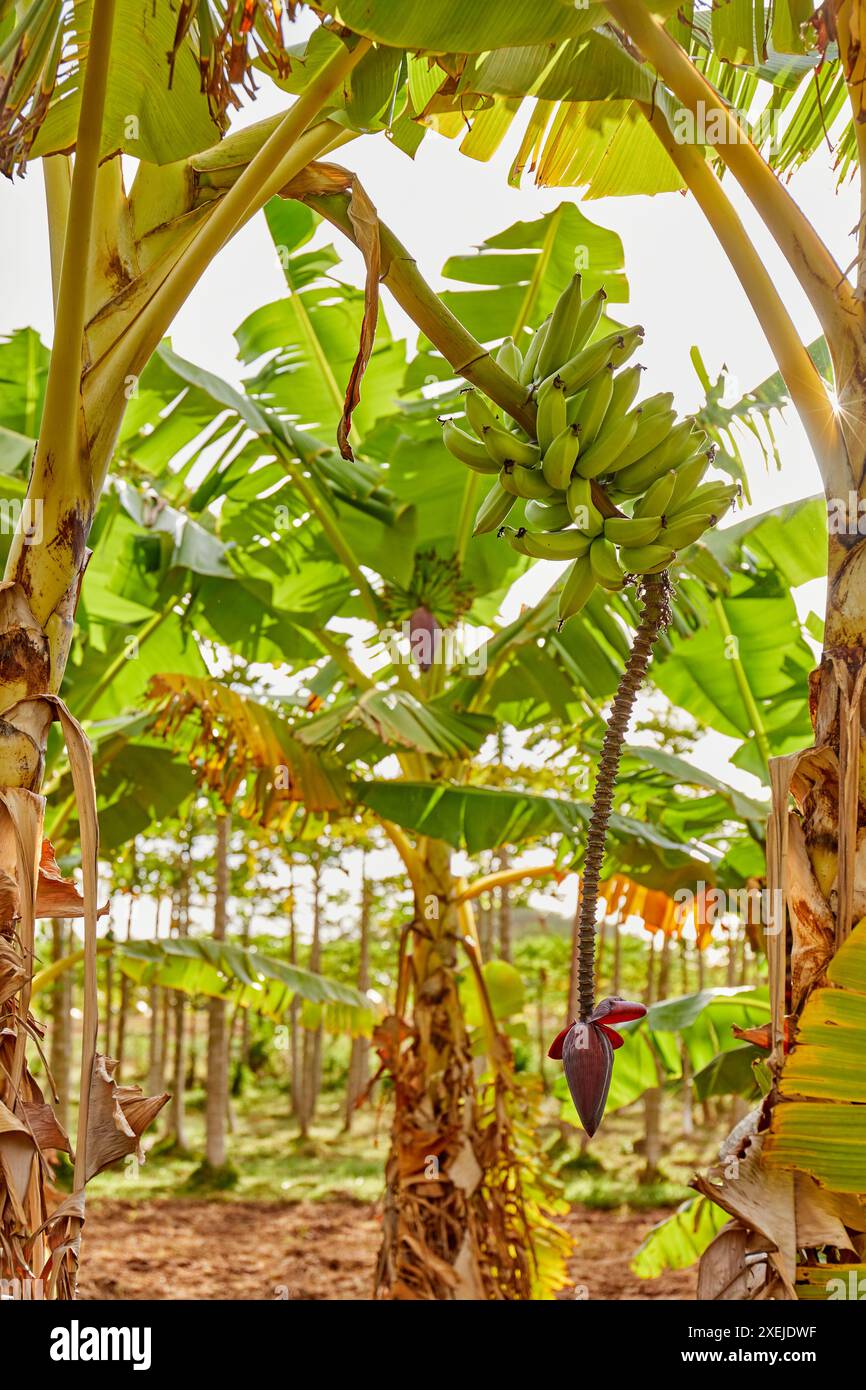 Organic Bananas growing on Hawaii Organic Farm Stock Photo - Alamy