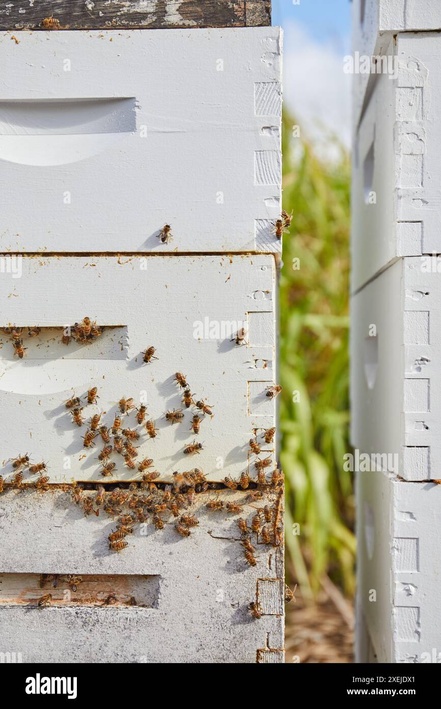 Local bee hive hi-res stock photography and images - Alamy