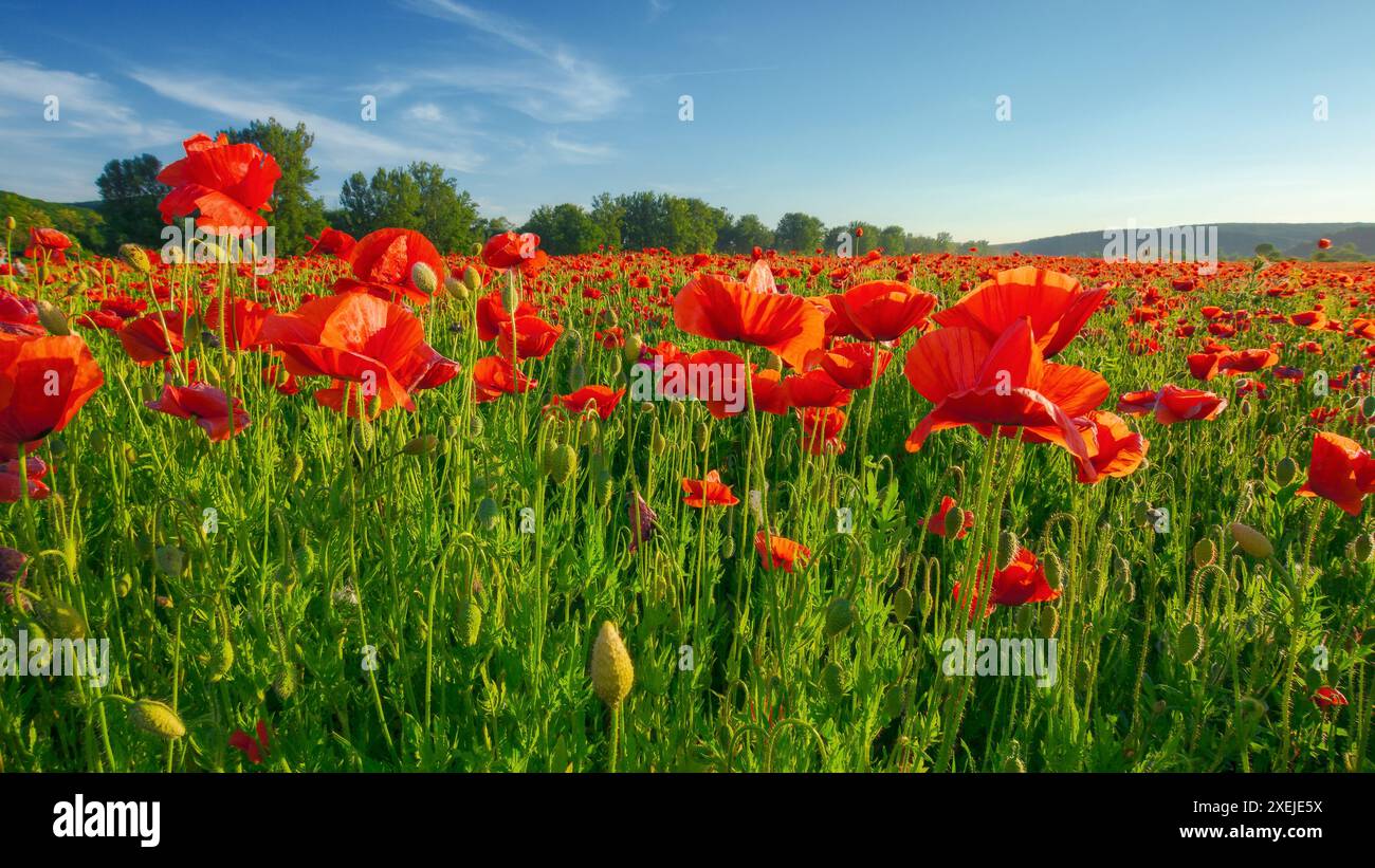 red poppy field. beautiful countryside landscape at sunset beneath a ...