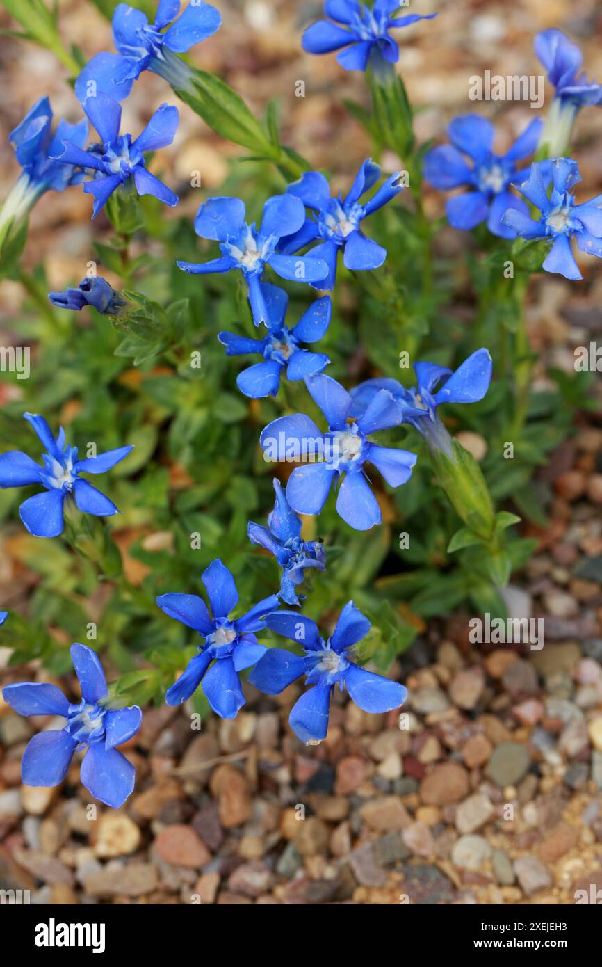 Spring Gentian aka Lucy of Teesdale, Gentiana verna, Gentianaceae ...