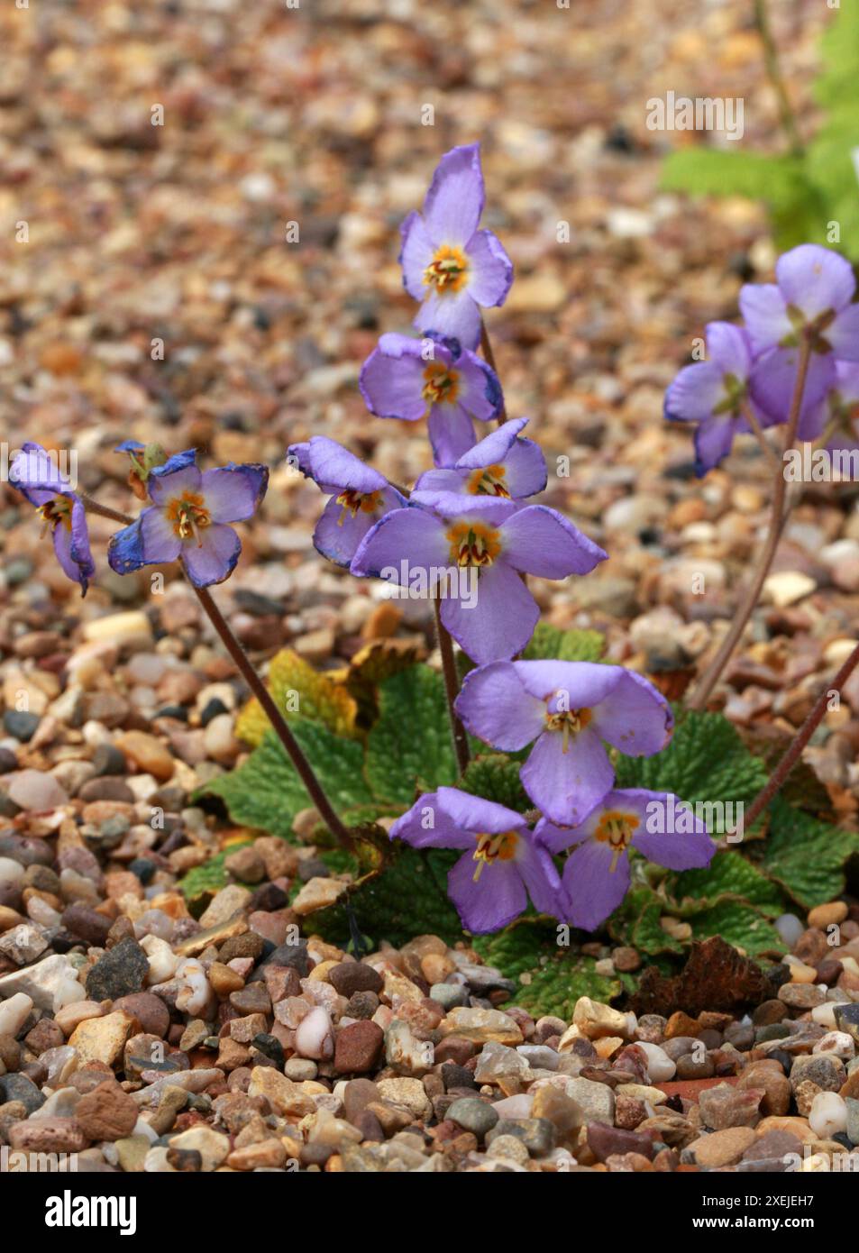 Natalie's Ramonda, Ramonda nathaliae, Gesneriaceae. Balkan Peninsular ...