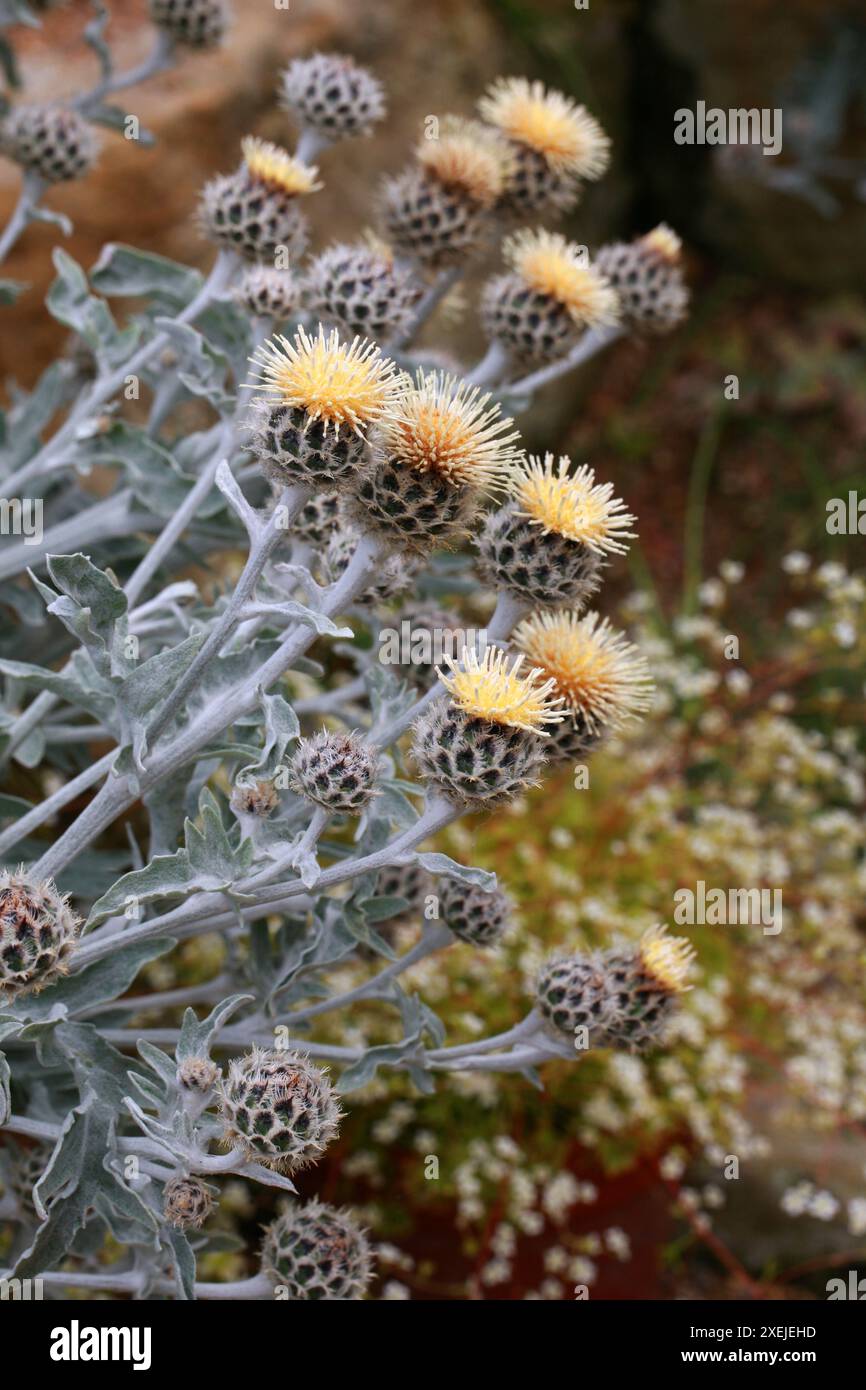 Star Thistle, Centaurea clementei, Asteraceae. Spain, Morocco ...