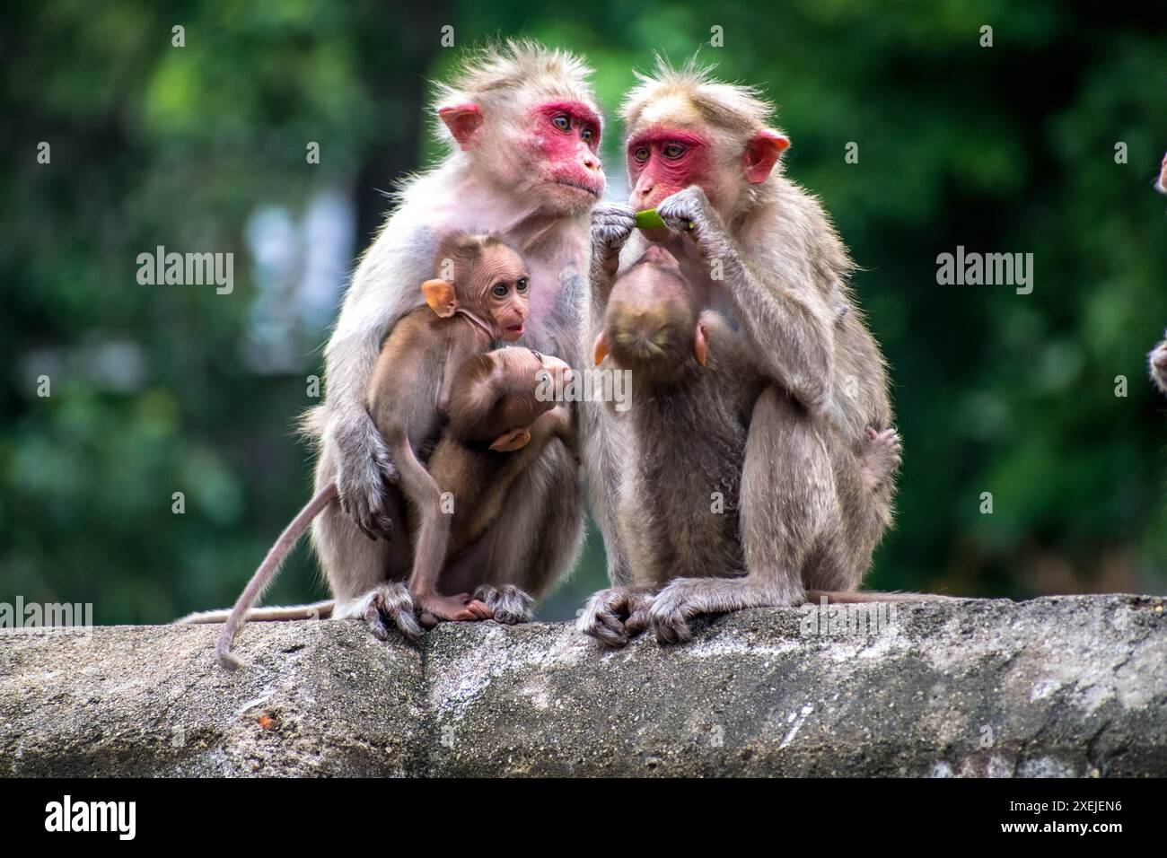 Monkey World in Courtallam, Tamil Nadu, India Stock Photo - Alamy