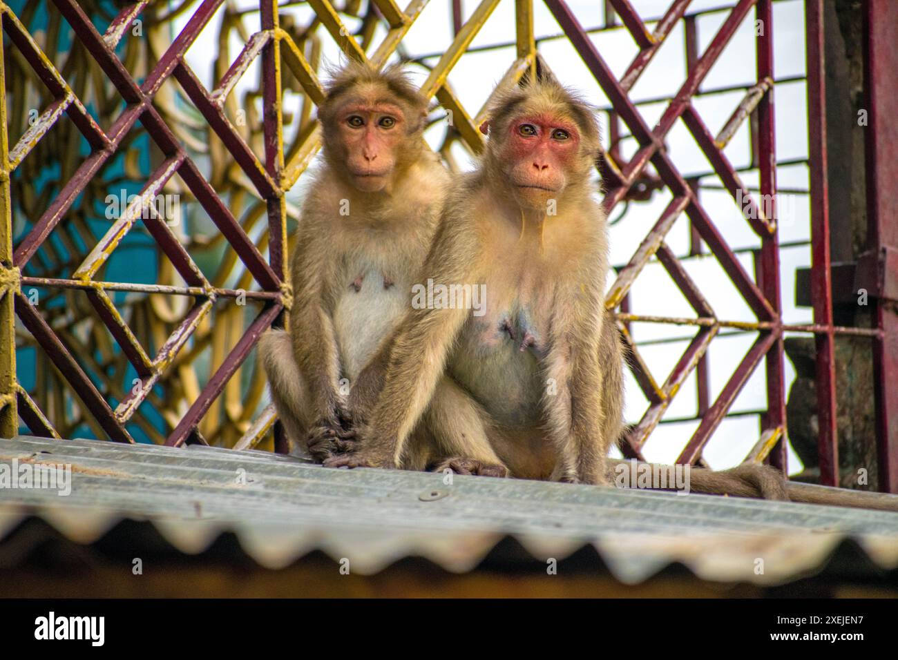 Monkey World in Courtallam, Tamil Nadu, India Stock Photo - Alamy
