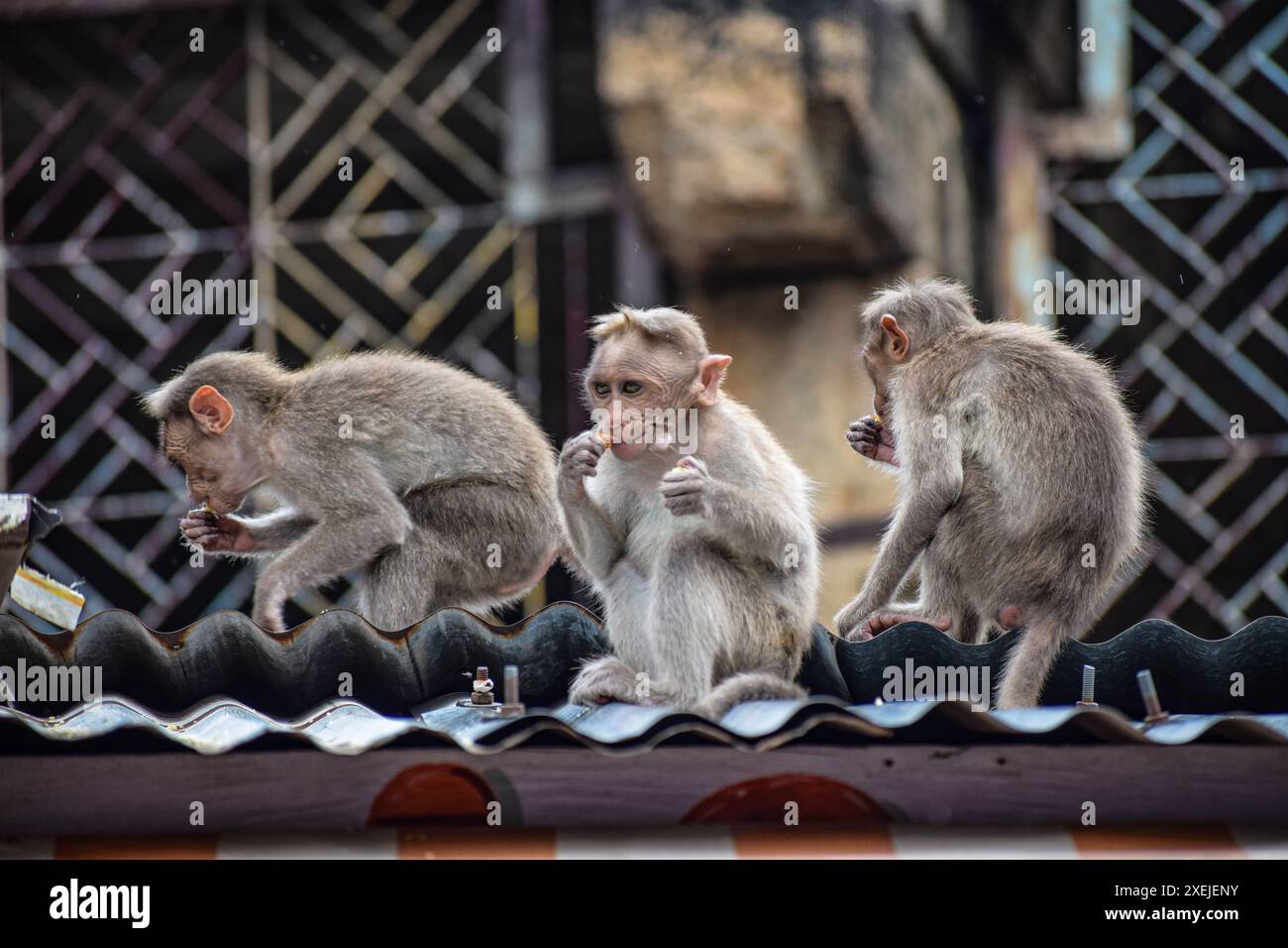 Monkey World in Courtallam, Tamil Nadu, India Stock Photo - Alamy