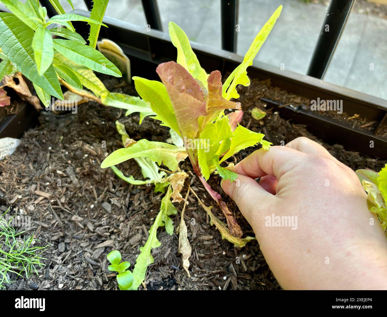 Hand tending to leafy vegetable plant in garden bed Stock Photo - Alamy