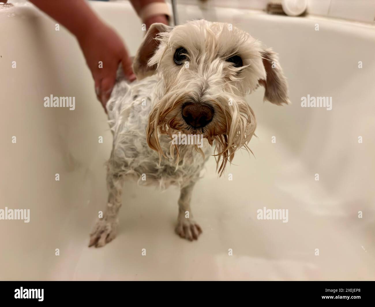 Wet miniature schnauzer in bathtub being washed Stock Photo - Alamy