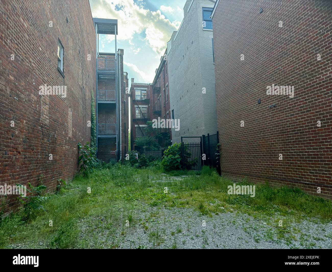 Overgrown alley with brick buildings in Over-the-Rhine, Cincinnati ...