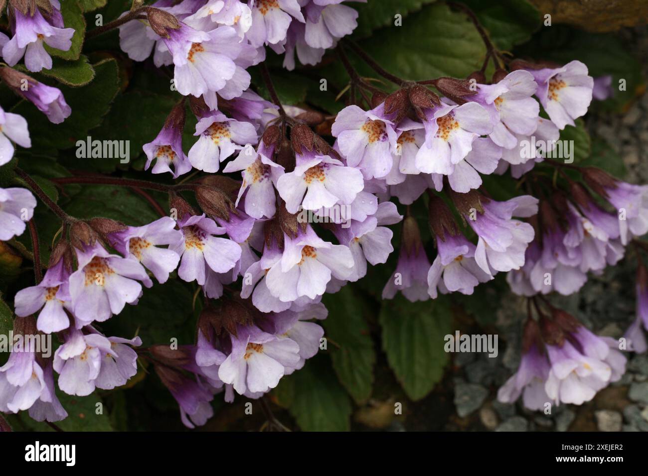Haberlea rhodopensis flower hi-res stock photography and images - Alamy