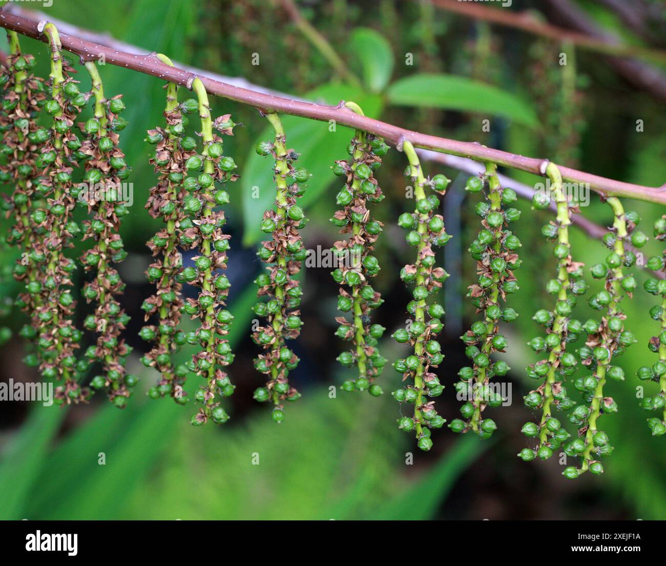 Stachyurus himalaicus, Stachyuraceae. Himalayas and West & Central ...