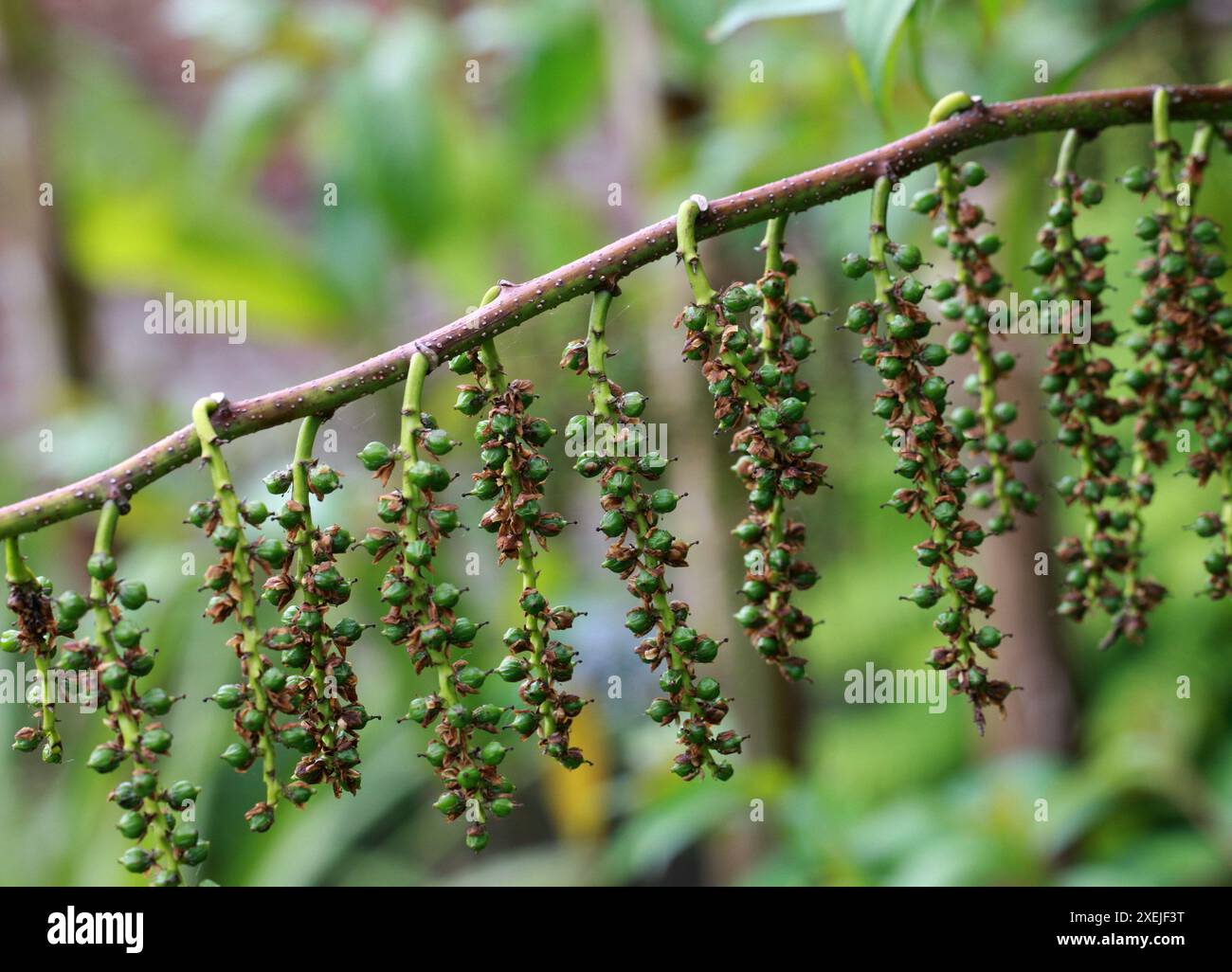 Himalaicus hi-res stock photography and images - Alamy