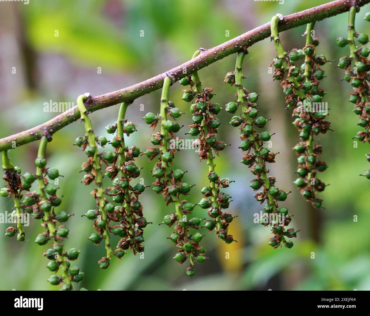 Himalaicus hi-res stock photography and images - Alamy