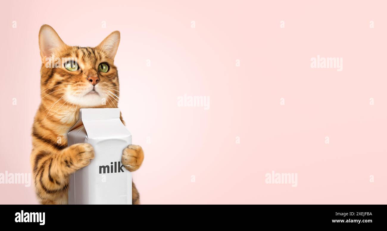 A ginger cat holds a milk carton Stock Photo - Alamy
