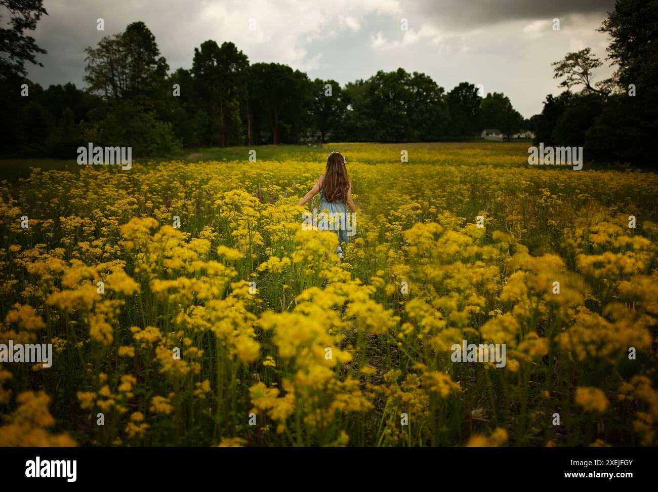 Back view of. young girl walking through field of yellow flowers Stock Photo - Alamy