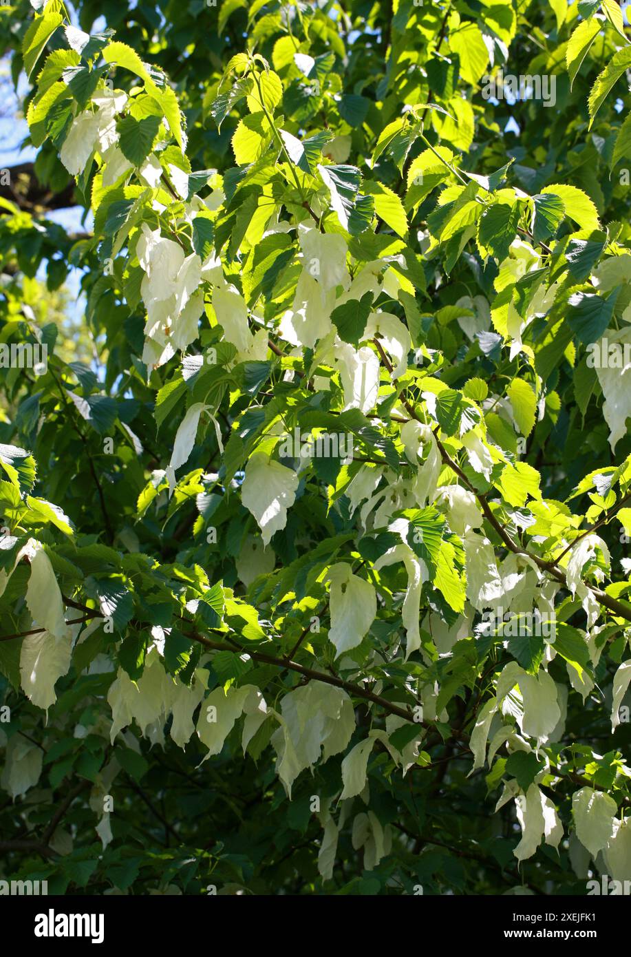 Flora de china hi-res stock photography and images - Alamy