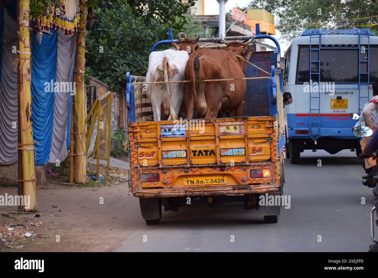 Cows Transportation By Van To Farm Stock Photo - Alamy