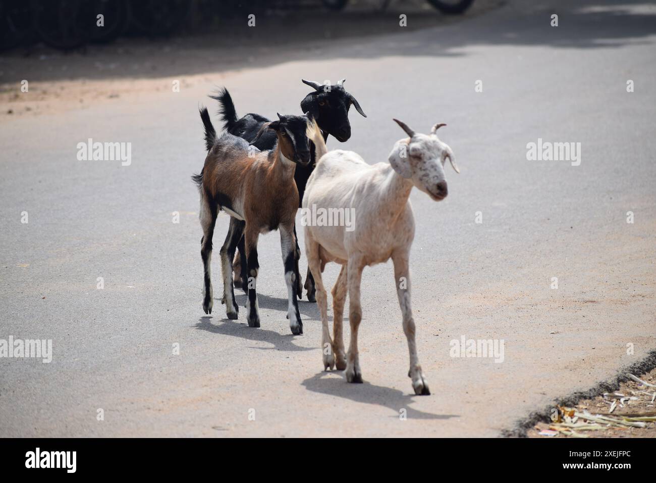 People walking goats hi-res stock photography and images - Alamy