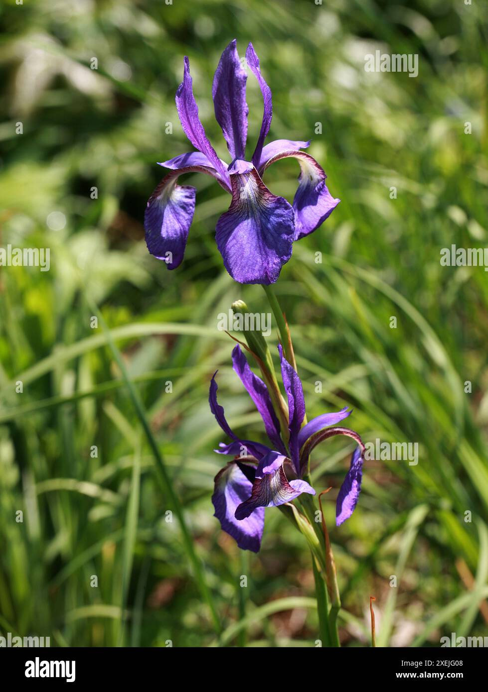 Iris, Iris typhifolia, Iridaceae. Manchuria, Inner Mongolia, China ...