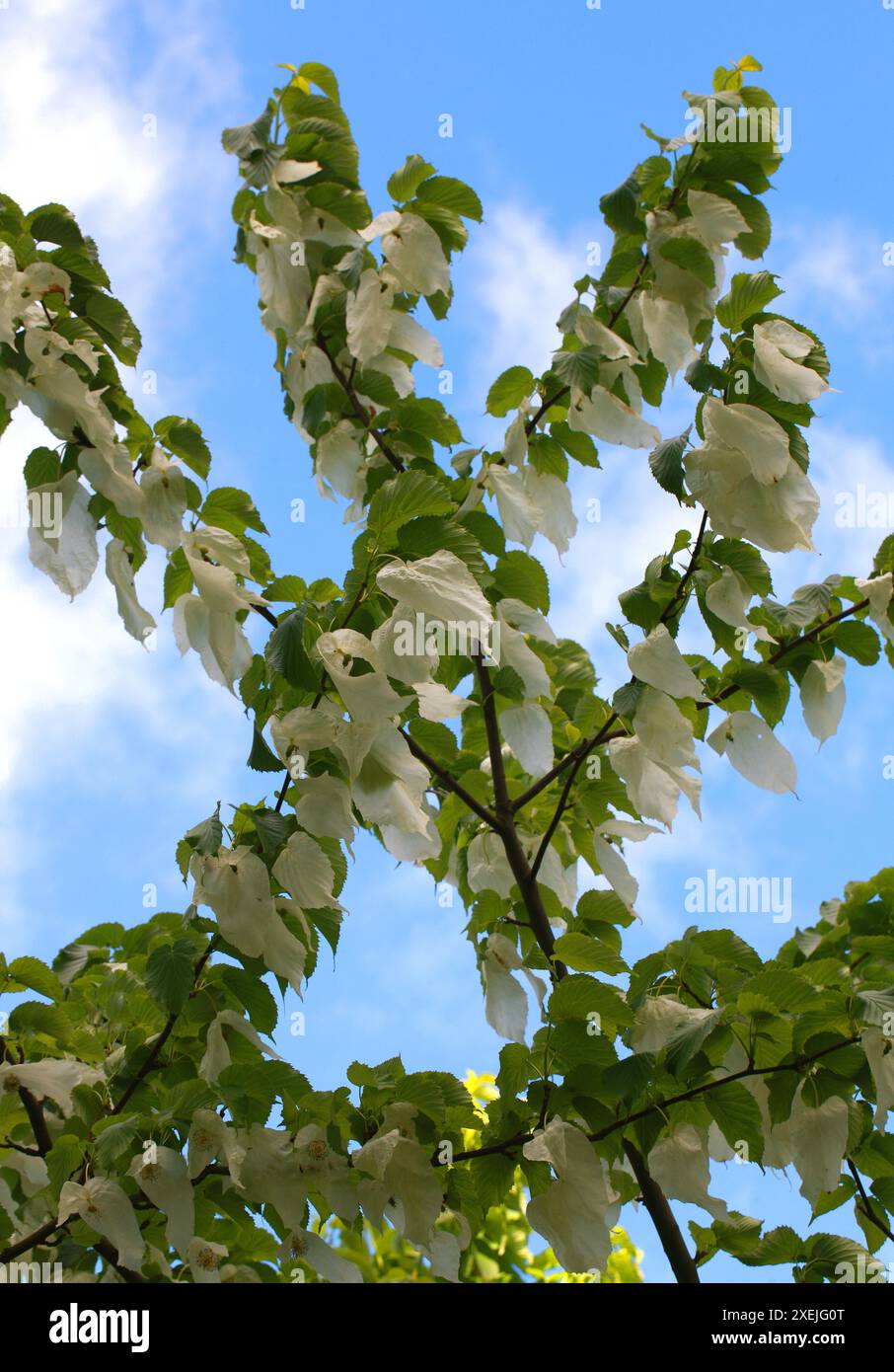 Handkerchief tree hi-res stock photography and images - Alamy