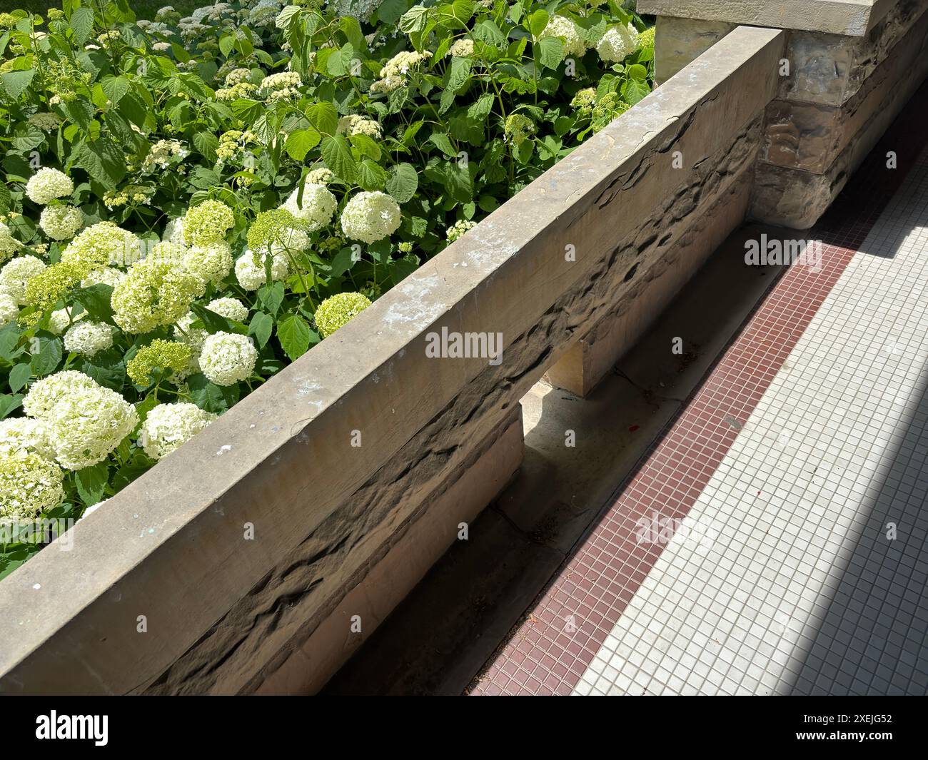 White hydrangeas, stone wall, tiled path at public library in Ohio ...